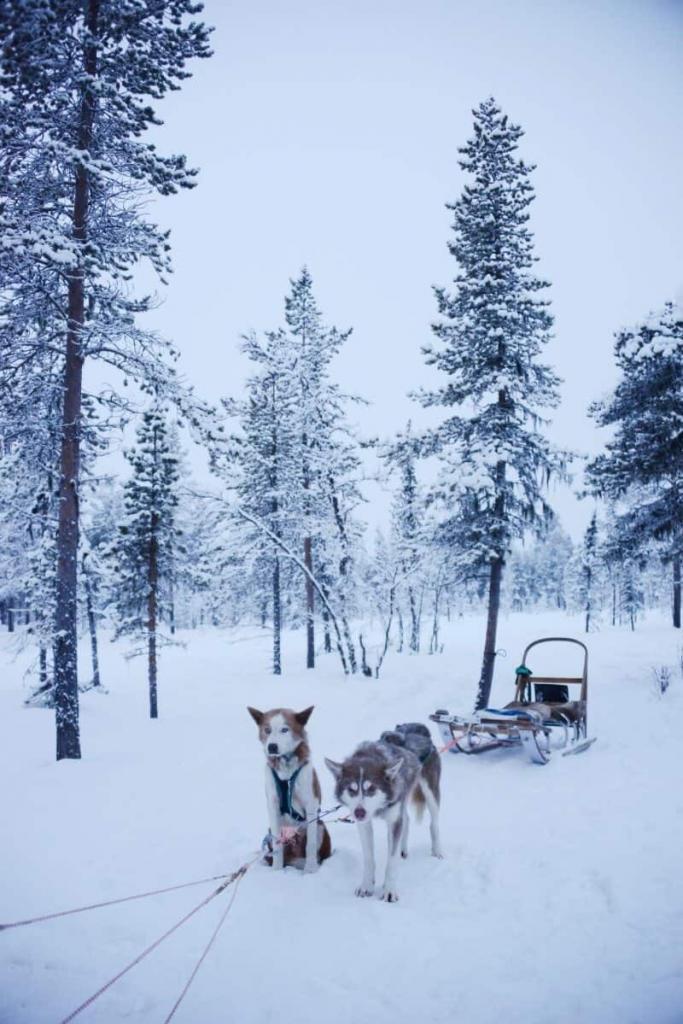 Dog Sledding Adventures in Swedish Lapland - Photo Tips, Creative ...