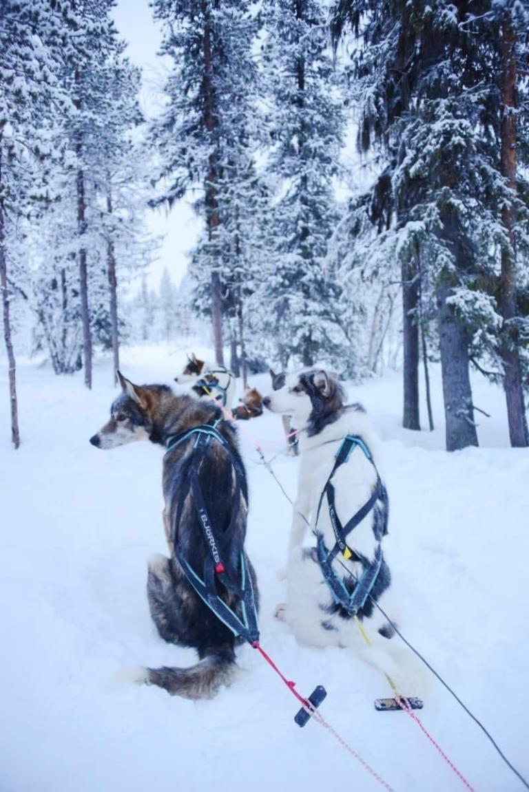 Dog Sledding Adventures in Swedish Lapland - Photo Tips, Creative ...
