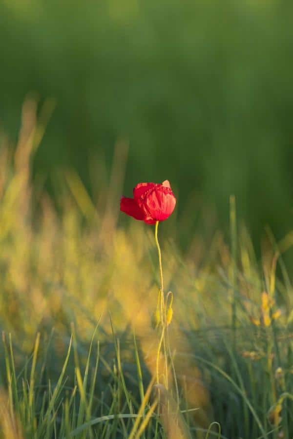 The Secret Setting: Aperture Priority Mode - Learn Photography