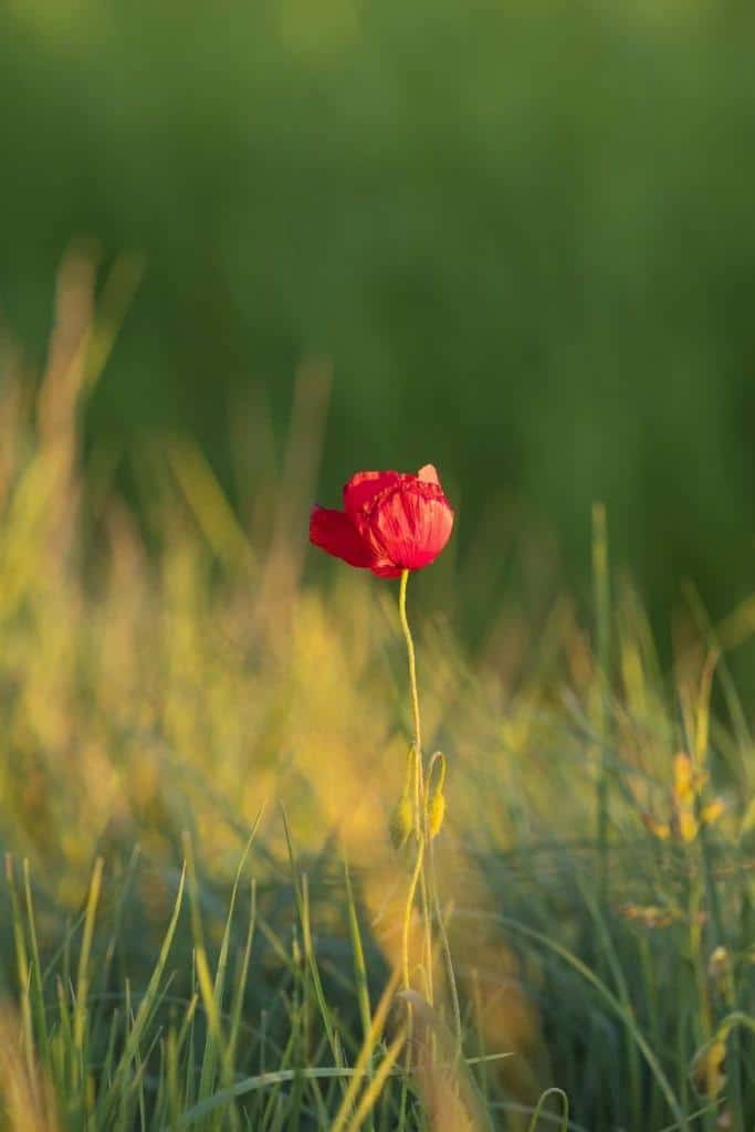 The Secret Setting: Aperture Priority Mode - Learn Photography