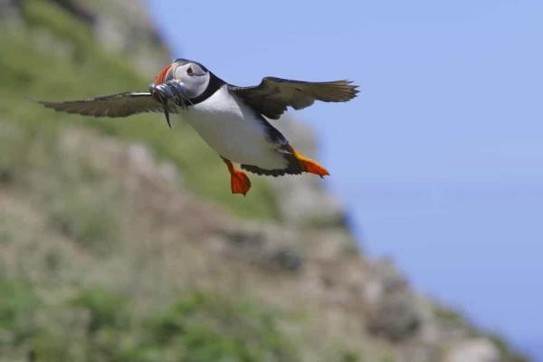 The Best Places to Photograph Puffins in Iceland + Europe - Photo Tips ...