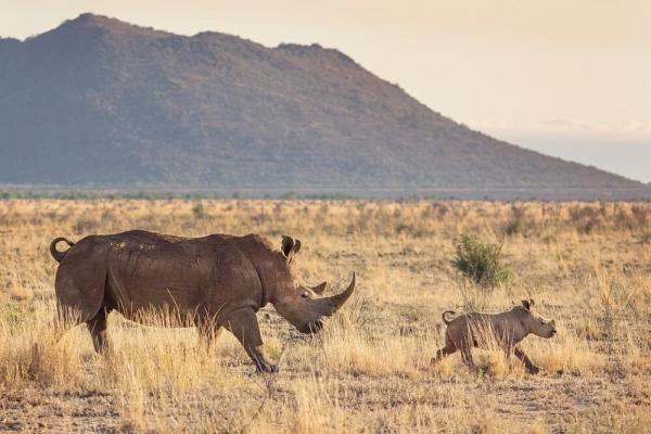 Behind the Lens – Rhino Notching in South Africa - Photo Tips, Creative ...