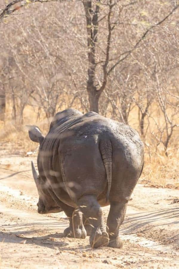 Behind the Lens – Rhino Notching in South Africa - Photo Tips, Creative ...