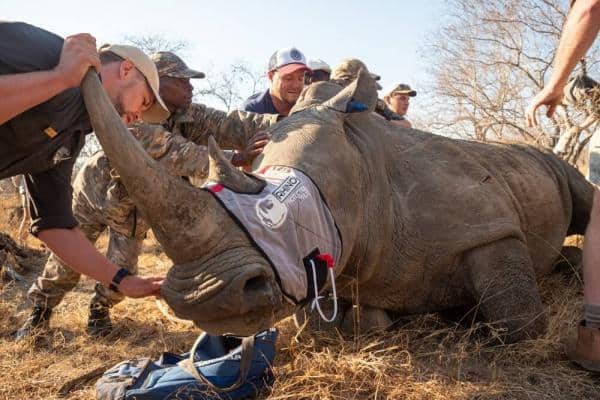 Behind the Lens – Rhino Notching in South Africa - Photo Tips, Creative ...