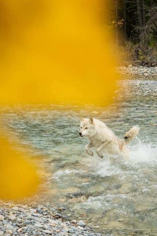 Depth of Field + Foreground Focus - Photography Tips