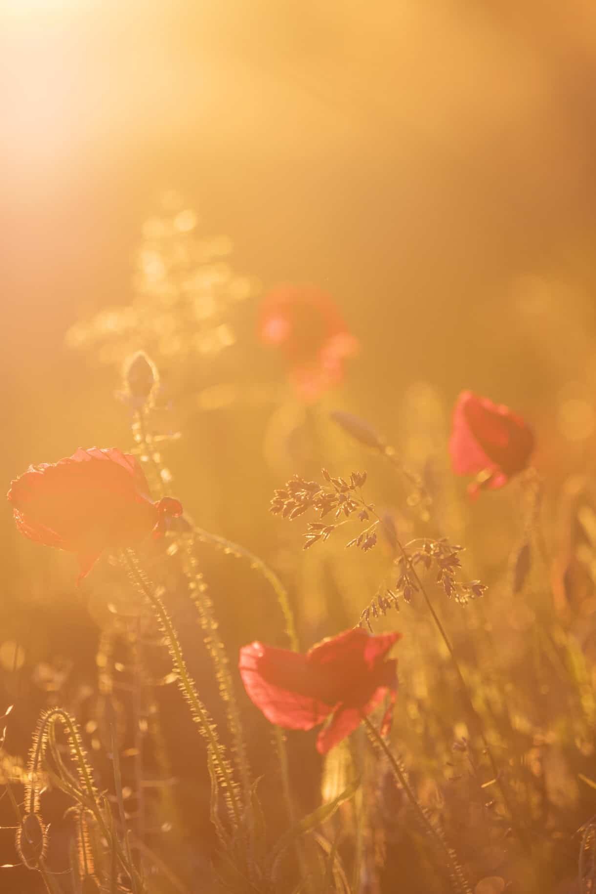 Learn Photography - Creative Photography Techniques to Try!