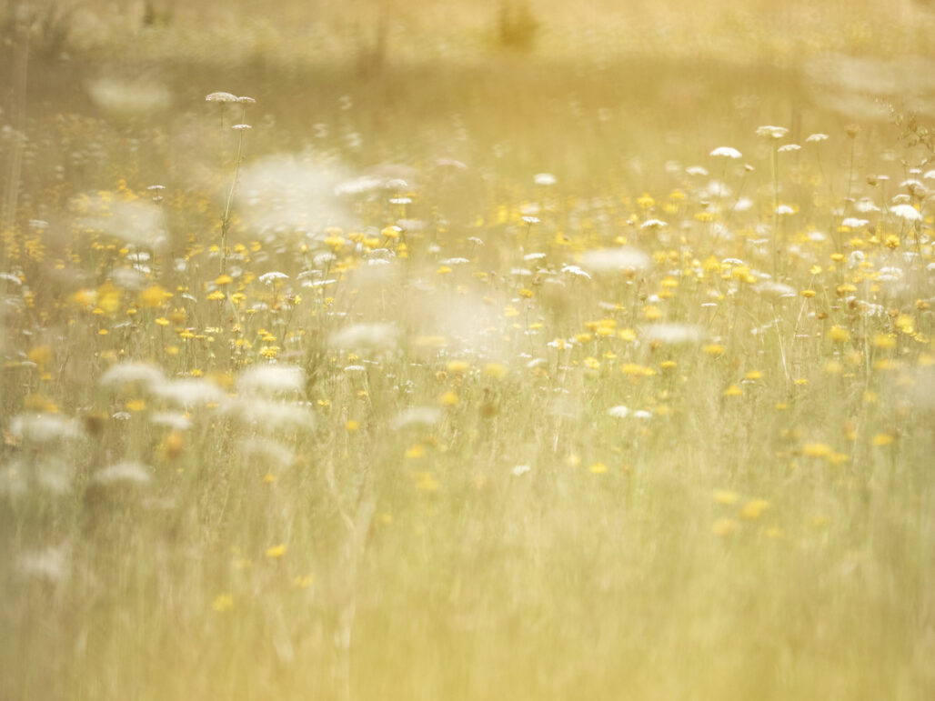 Landscape Photography - Capturing Details within a Scene - Photo Tips ...