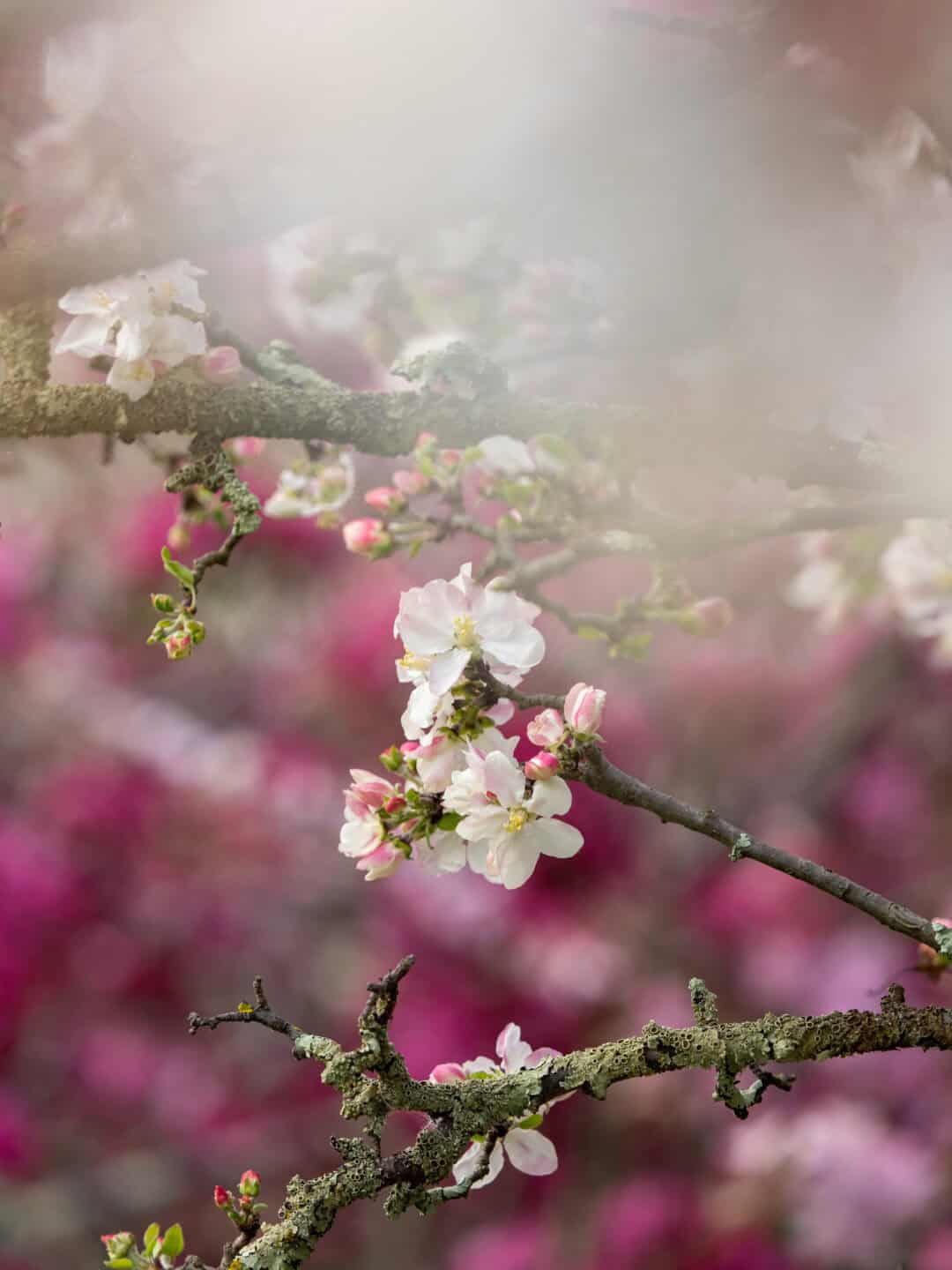 10 Places to Photograph Cherry Blossoms - Where + When to See!