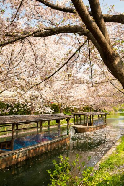 10 Places to Photograph Cherry Blossoms - Where + When to See!