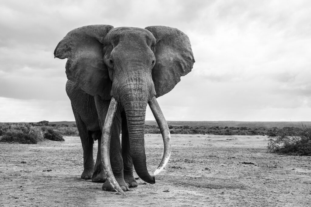 Kenya Photography Guide – Photogenic Experiences + Locations