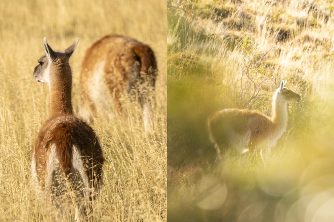 Patagonia Photography Locations - Torres del Paine National Park