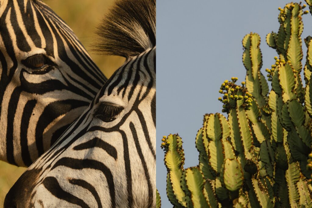A Quick Guide to Durban’s Photogenic Experiences - Photo Tips, Creative ...