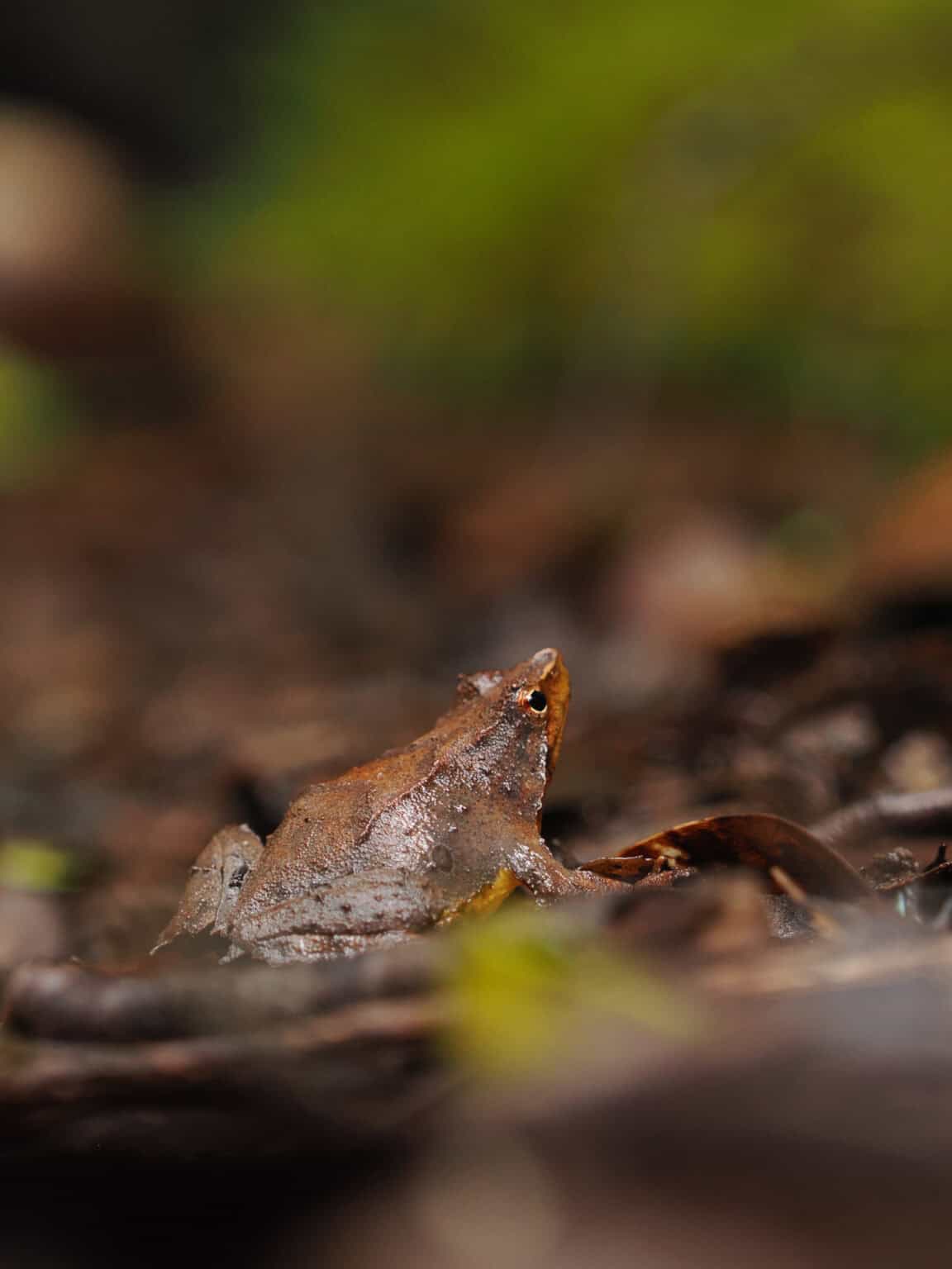Photographing the Darwin’s Frog: A Rare Encounter in Chile’s Valdivian ...
