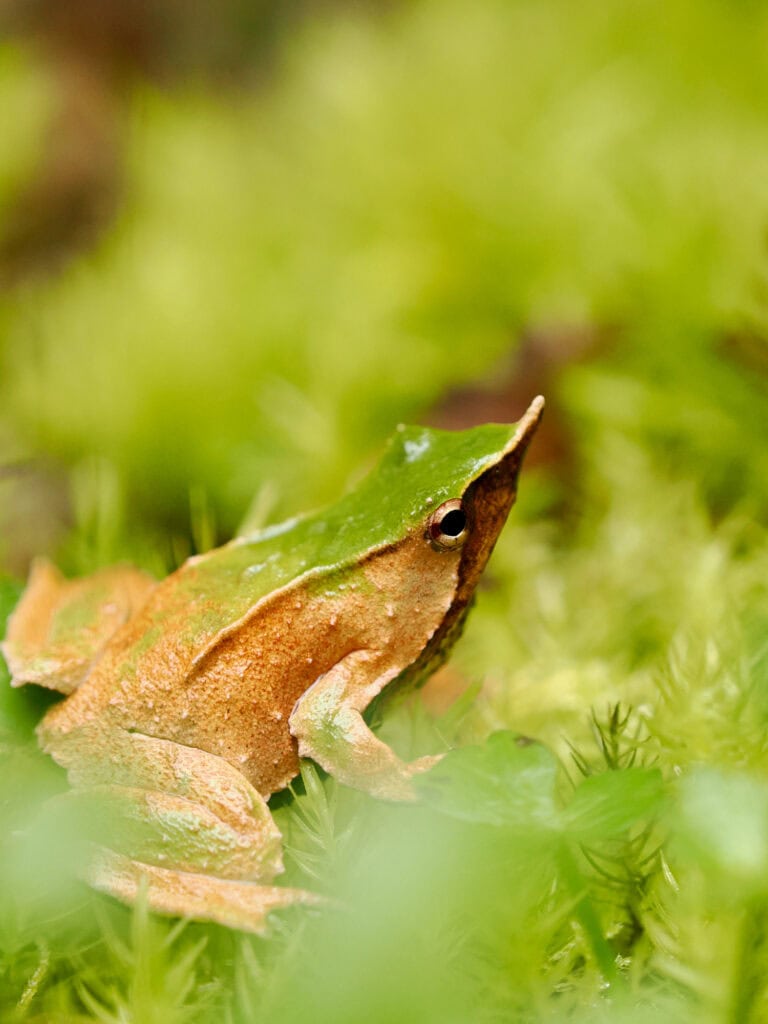 Photographing the Darwin’s Frog: A Rare Encounter in Chile’s Valdivian ...