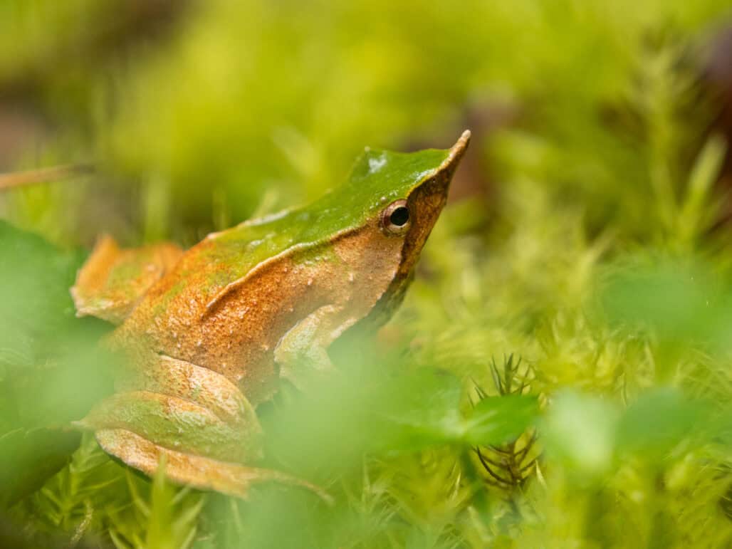 Photographing the Darwin’s Frog: A Rare Encounter in Chile’s Valdivian ...